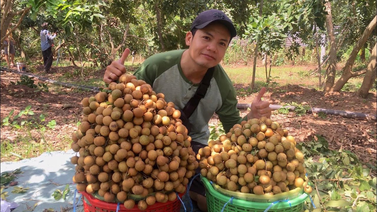 My Longan Farm in Kondal Province, - YouTube