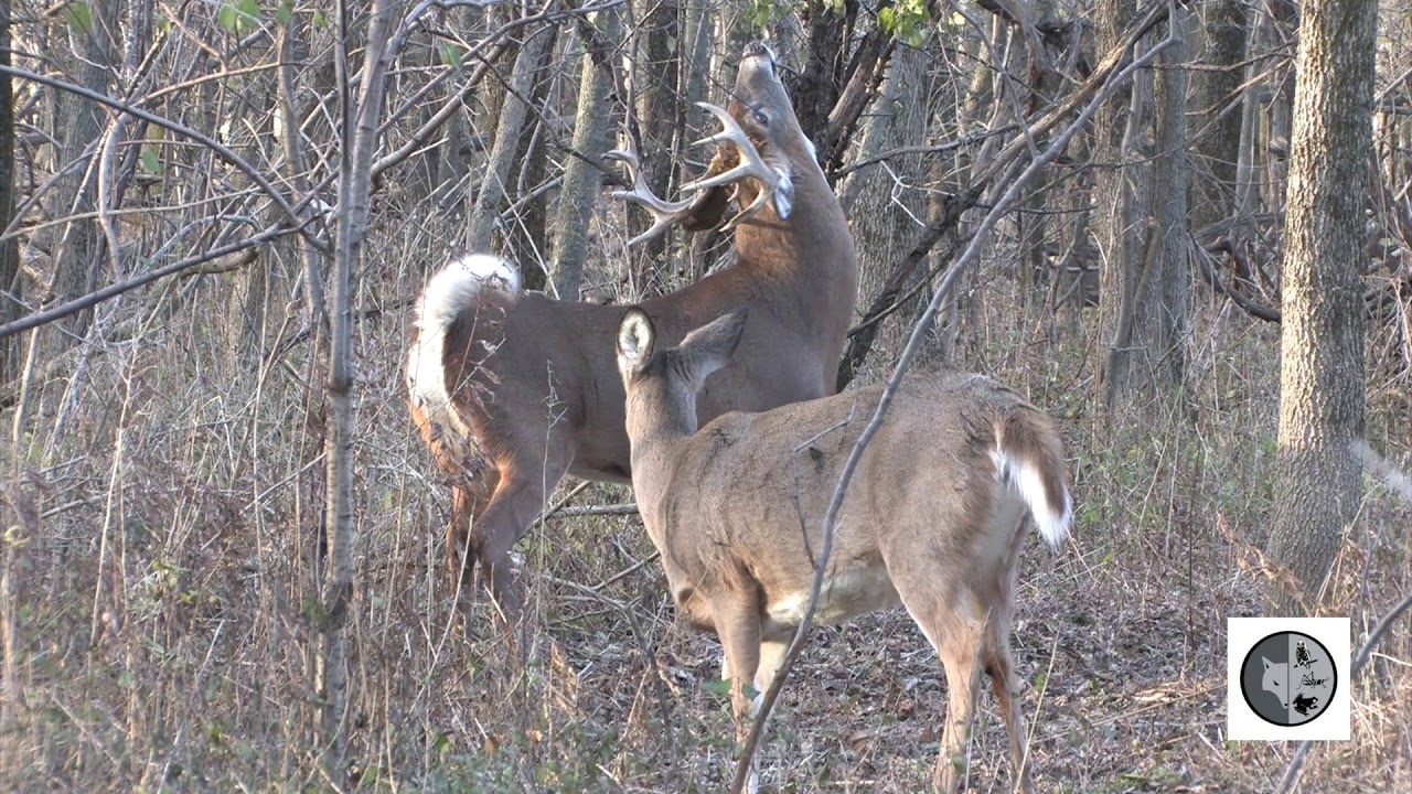 Accouplement du cerf de Virginie/White-tailed Deer mating - YouTube