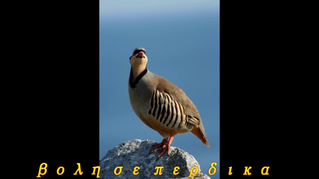 Βολη σε κυνηγι περδικας - YouTube