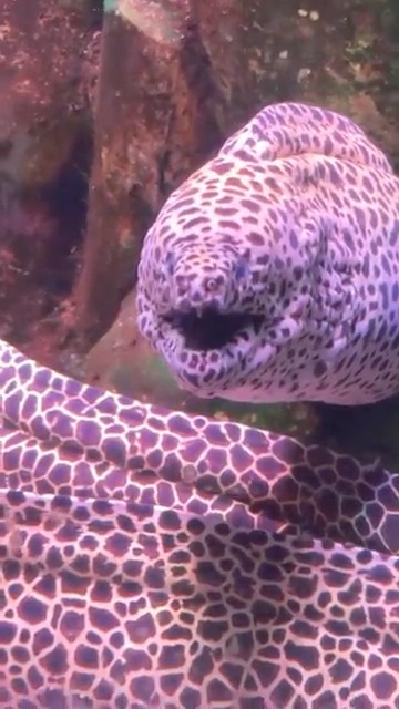 Cute face of Moray eel - YouTube