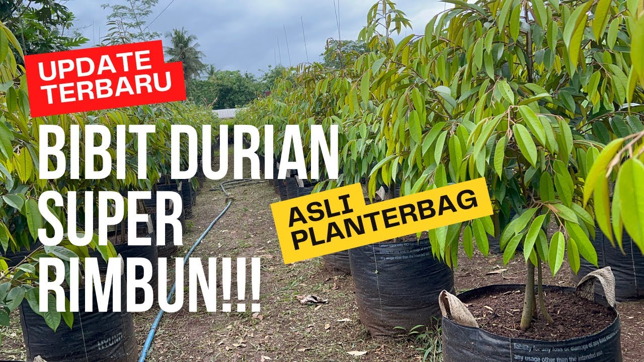 UPDATE terbaru!!! BIBIT DURIAN SUPER RIMBUN ASLI PLANTERBAG - YouTube
