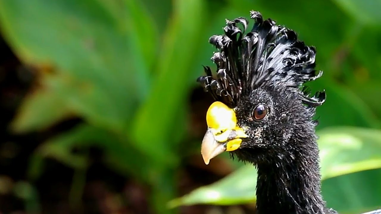Great Curassow - YouTube