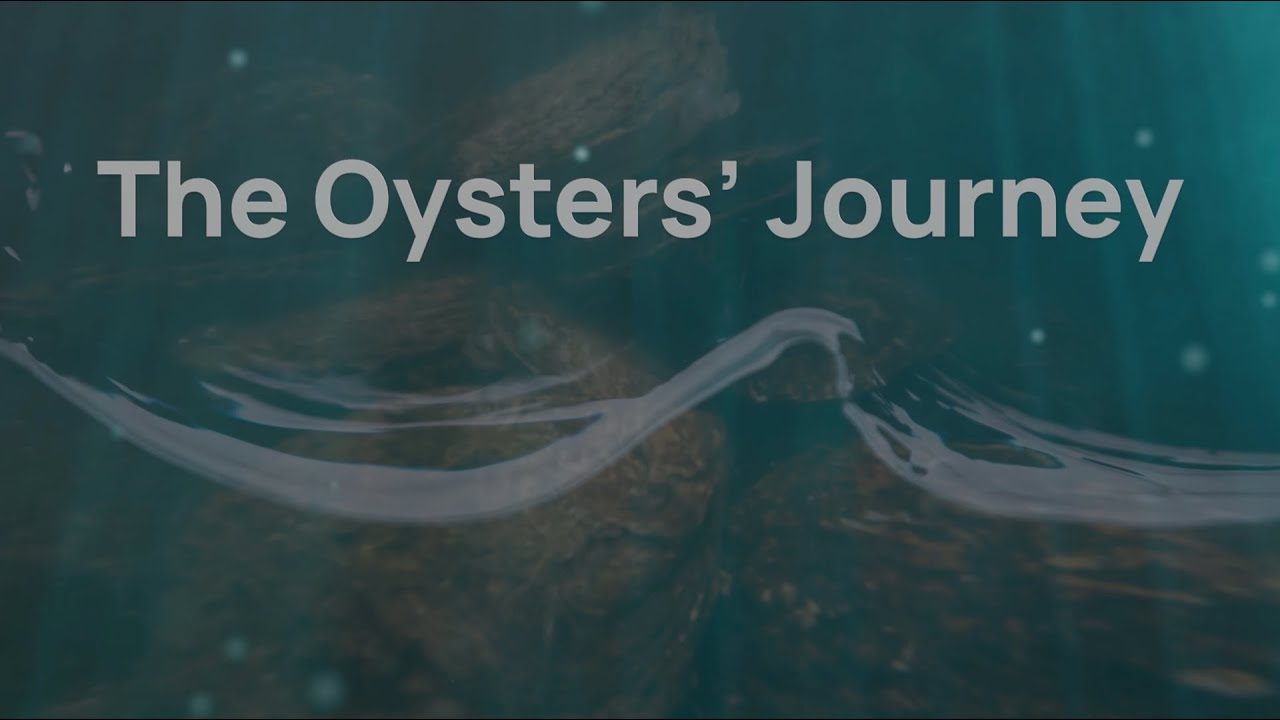 Stronger Shores: The Oysters' Journey - YouTube