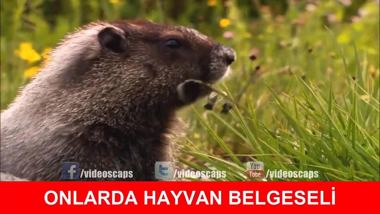Onlarda ve Bizde Hayvan Belgeseli | Video Caps - YouTube