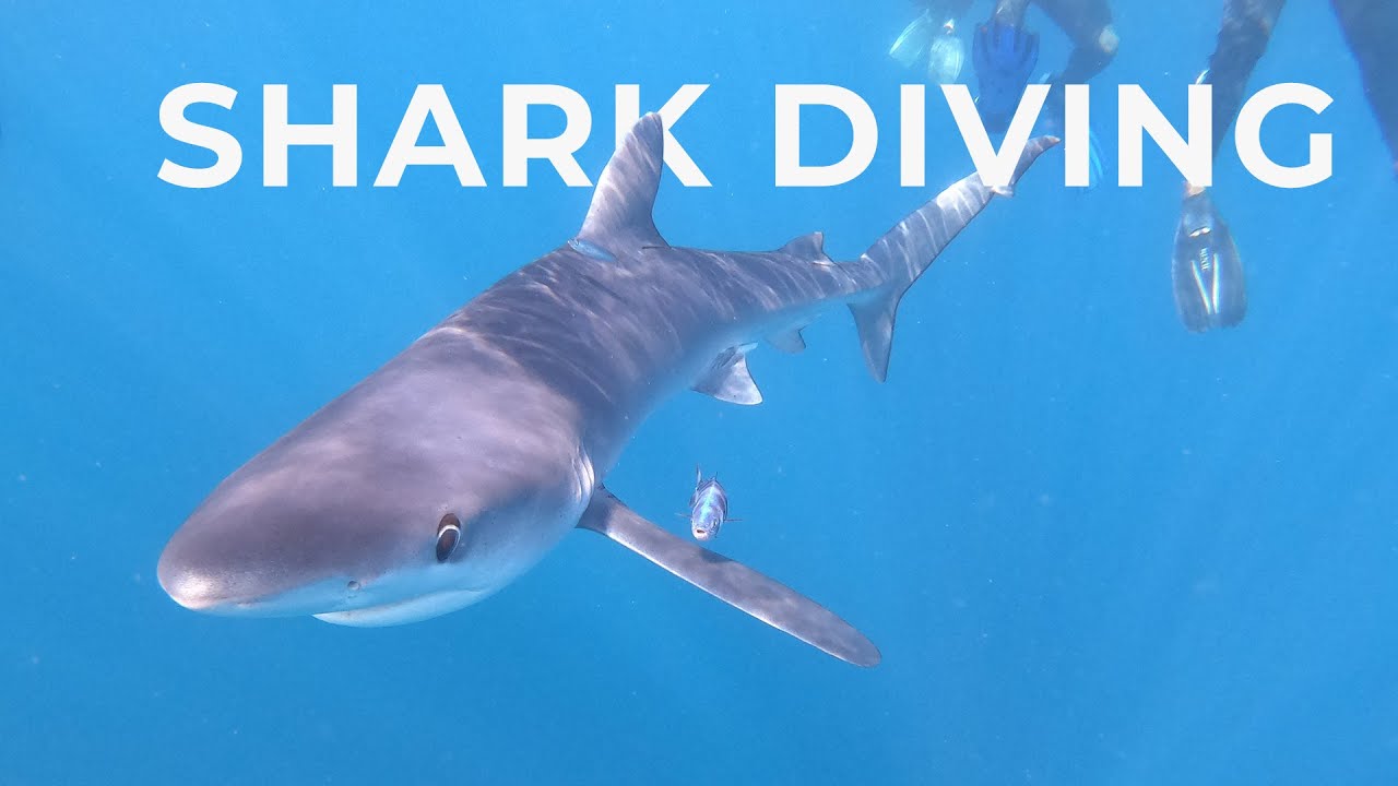 🦈 Shark BITING Fish | Cool SHARK ENCOUNTER caught on camera - YouTube