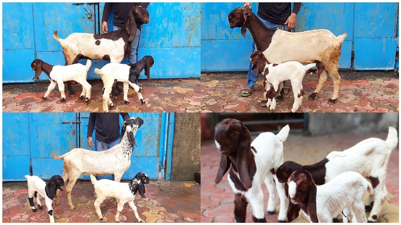 Baby Goat with mother at STAR GOATS FARM Asif STD - YouTube