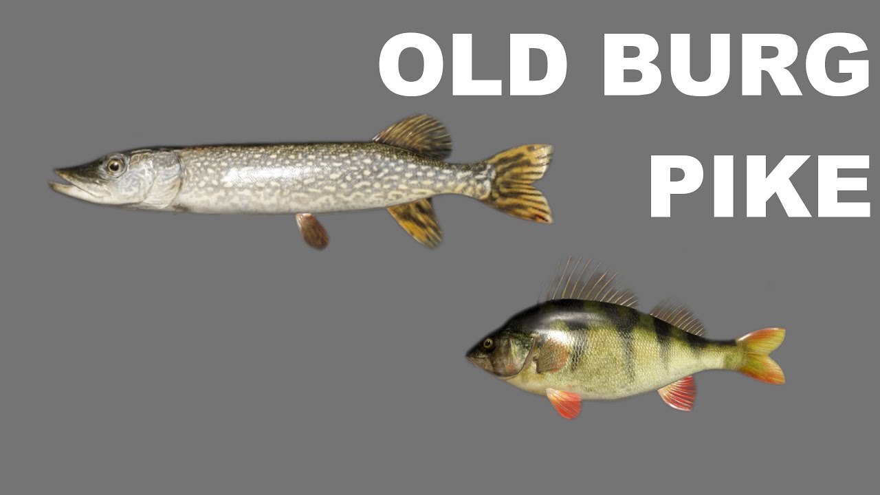PIKE PERCH Old Burg | RF4 SPOT #72 - YouTube