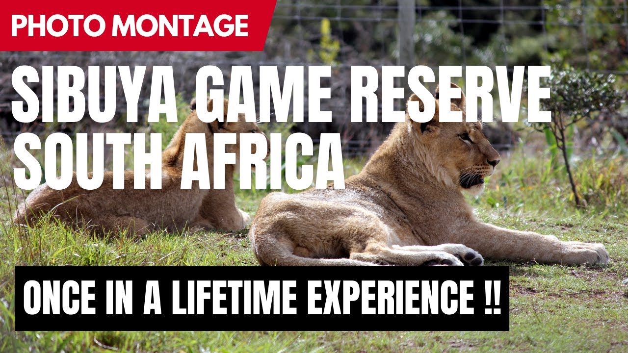 SIBUYA GAME RESERVE, SOUTH AFRICA - A Once in a Lifetime Experience ...