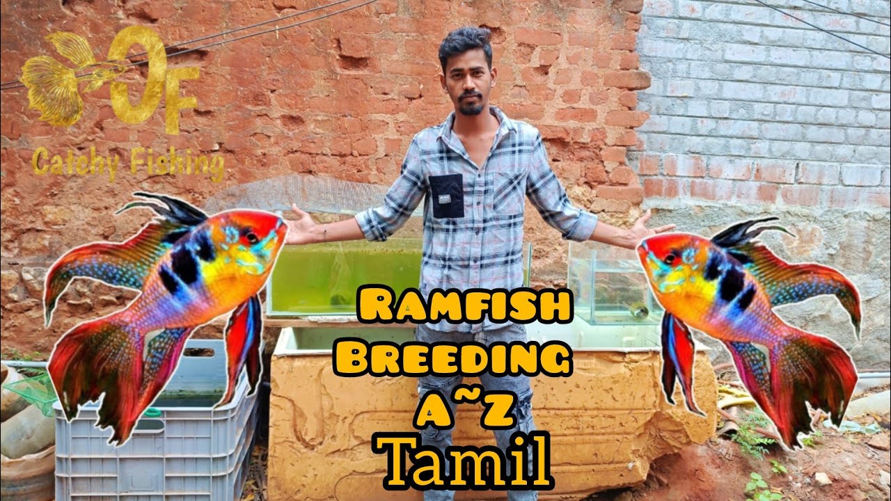 Ram fish breeding A~Z Tamil #aquarium #trending #viral - YouTube