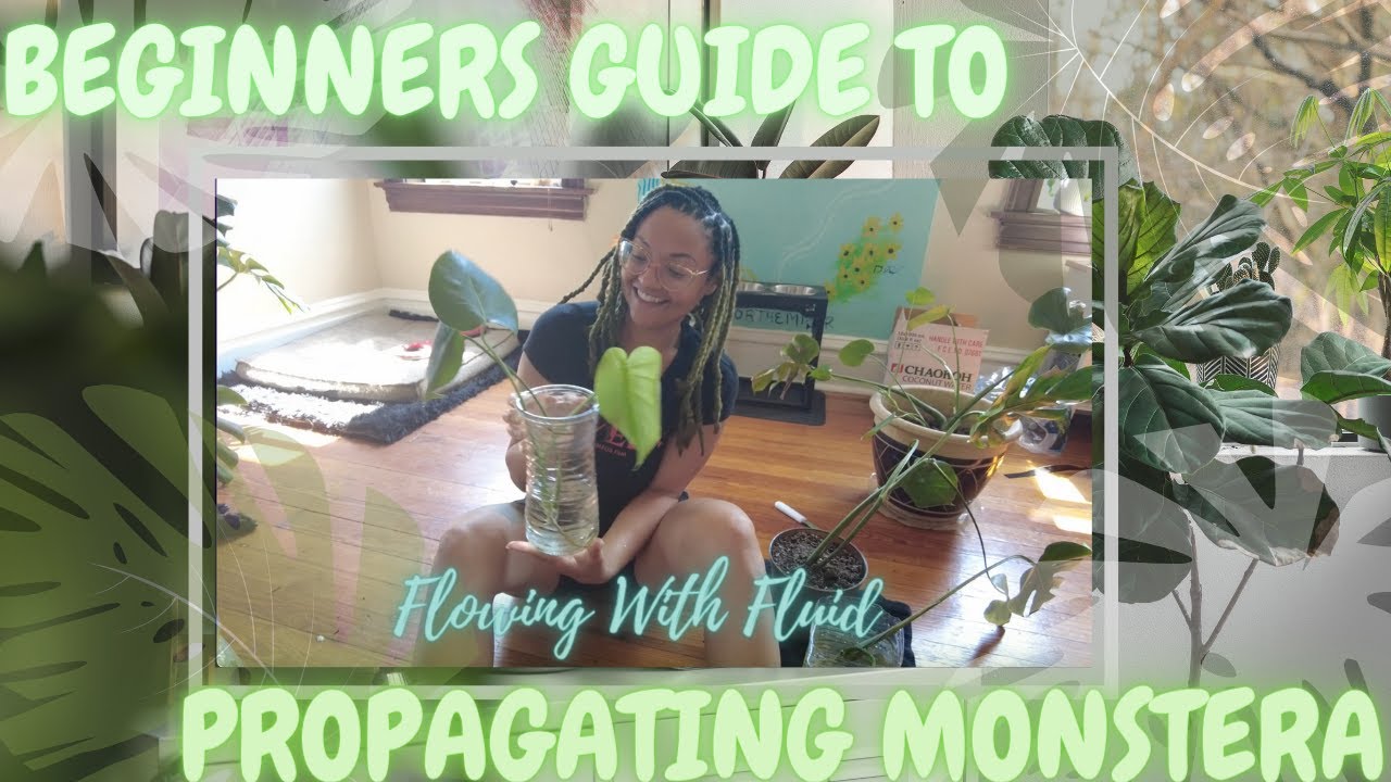 How to Propagate Monstera | 3 stages of growth - YouTube