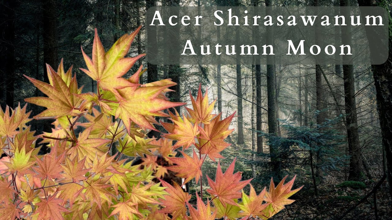 Experience The Stunning Beauty Of Acer Shirasawanum Autumn Moon! - YouTube