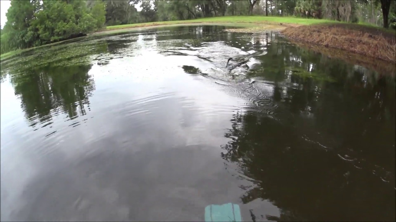 Gator chasing a lure!! - YouTube