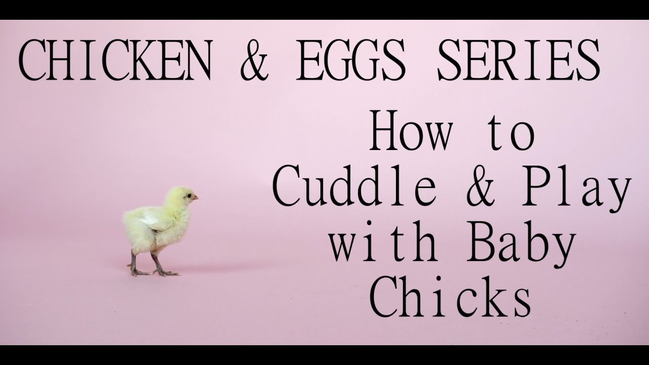How to Cuddle & Play with Baby Chicks ~ 2022 Flock ~ Towanda Chicken & Eggs Series Introduction ...