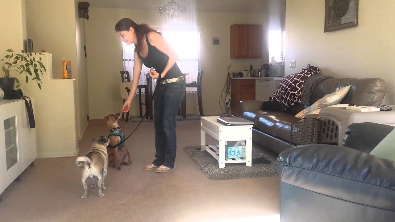Training a dog to focus on its handler - YouTube
