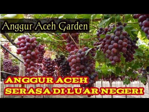 Anggur Aceh,dalam Nanggroe rasa luar Nanggroe,bahasa Aceh tulen - YouTube