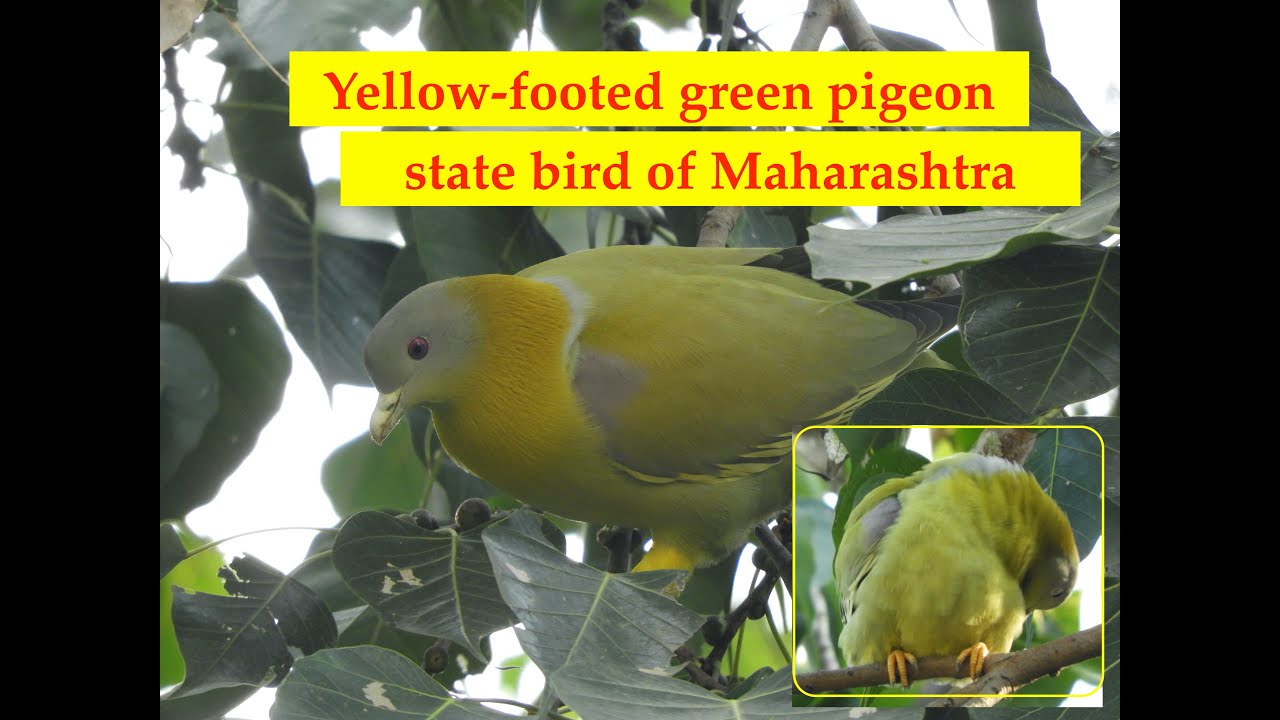 Yellow-footed green pigeon / state bird of Maharashtra / Hariyal ...