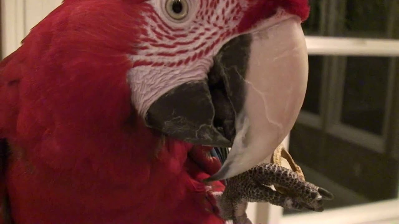 Diego the Greenwing Macaw ~ Mastering a food foraging toy - YouTube