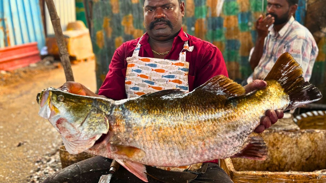 ORIGINAL KODUVA BARRAMUNDI FISH CUTTING BY SPEED SELVAM | HD VIDEO | IN ...