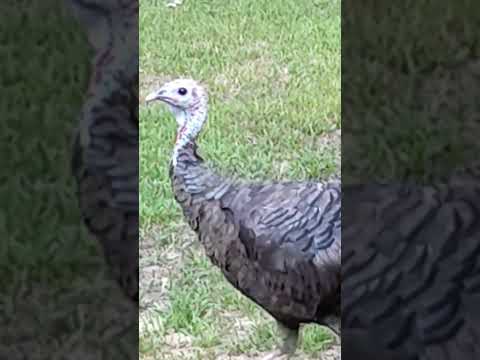 The 2 foot turkey shot while out metal detecting. Close encounter with ...