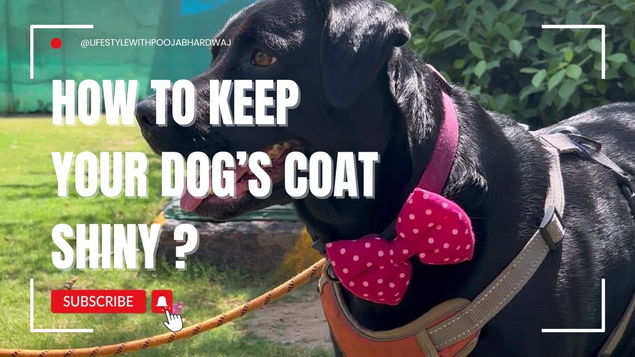 Quick Tip to Keep Your Dog’s Coat Shiny and Healthy - YouTube