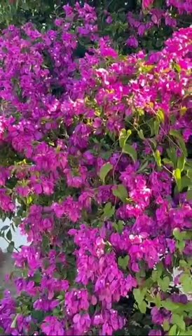 um dos mais lindo pé de primavera que já vi. - YouTube