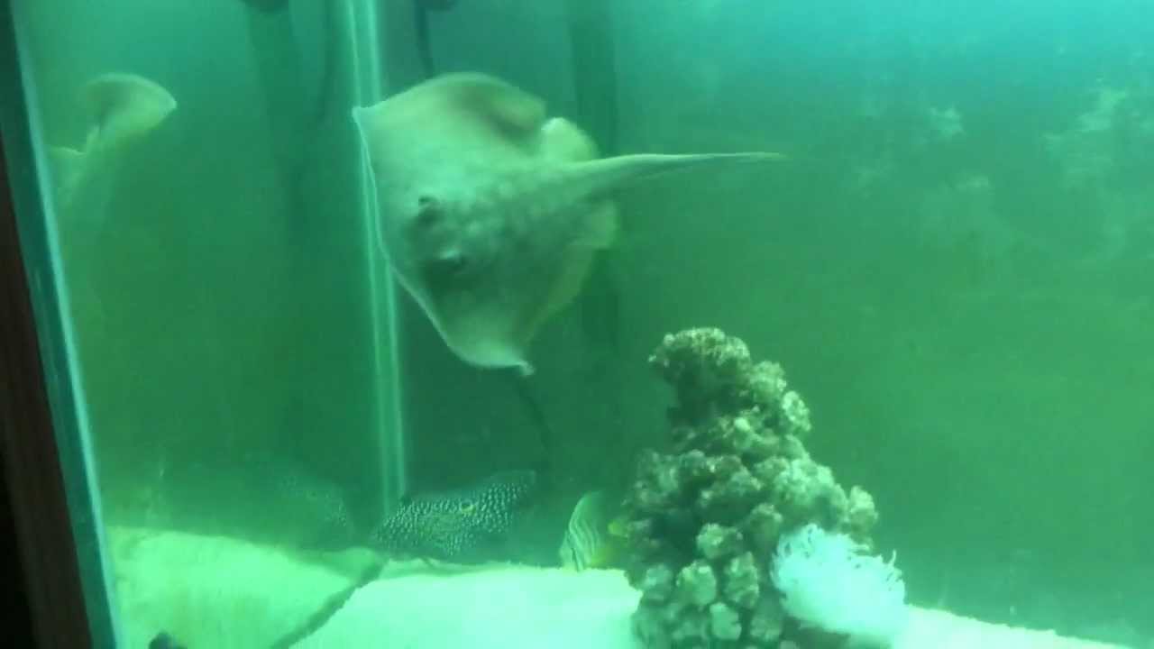 Pet California stingray in my 120gl Salt water Fish and invert tank ...