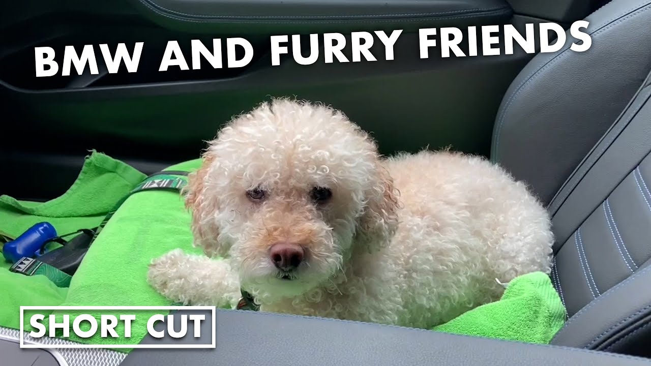 Is the BMW M240i comfy for your little furry friend? - YouTube