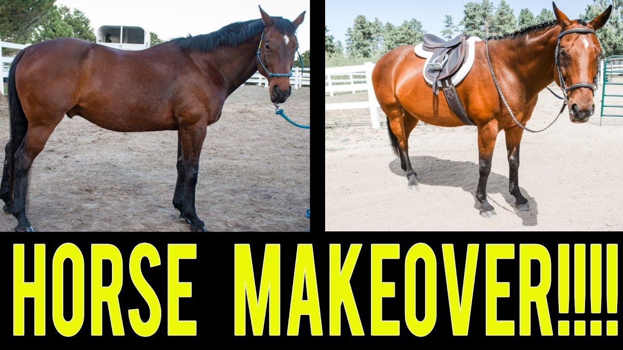 Getting Ready For A Horse Show Makeover For My Horse // Budget ...