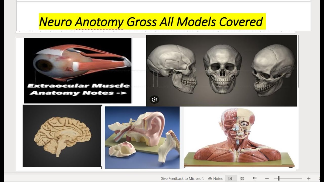 All Neuroanatomy Block 6 Models Dr M Omer - YouTube