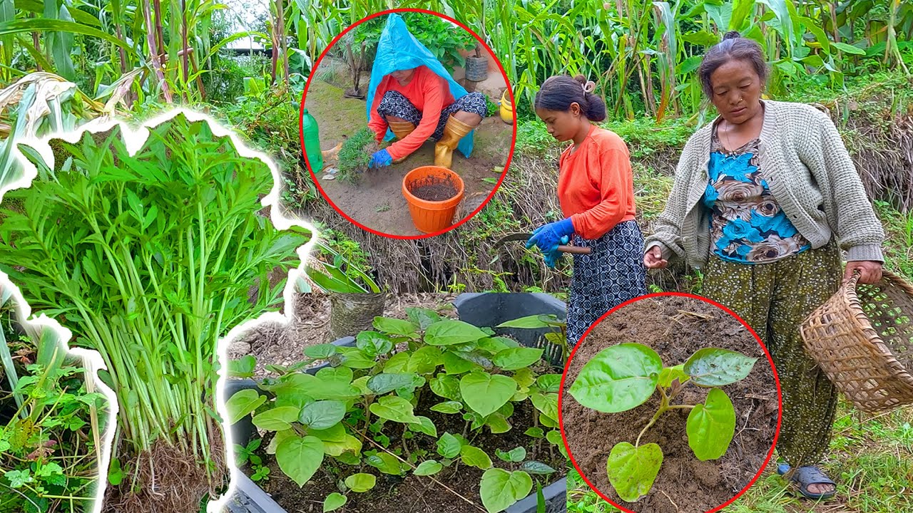 our vegetable garden in the village || sumnima rai with her mother ...