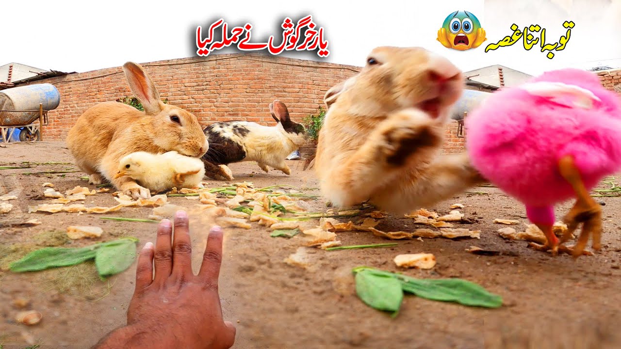 Aj To Yar Rabbit Nay Chotay Chozay Ko Mar Hi Dalna Tha | Piyary Mini ...