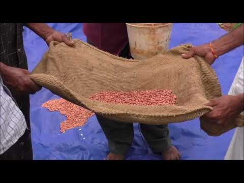 Groundnut Seed Treatment - YouTube