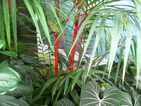 Cyrtostachys renda Red Sealing Wax Palm at Fairchild.