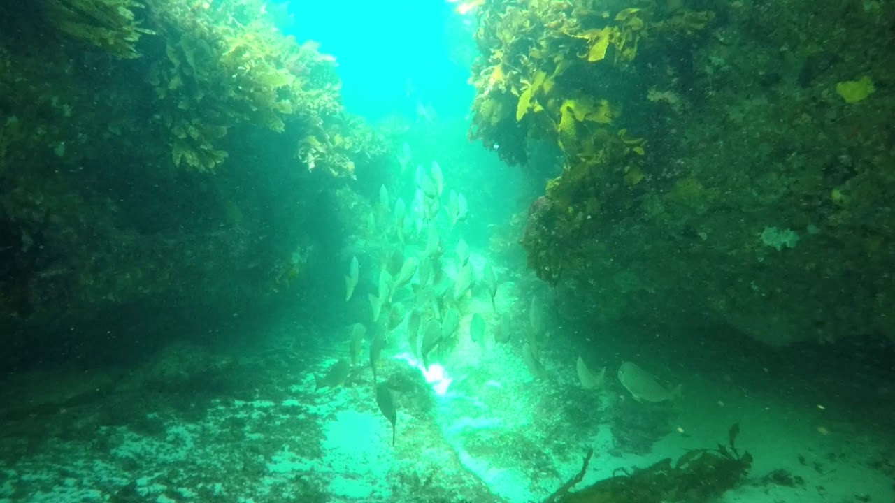 Scuba Diving at Mettams Pool - Perth Western Australia - YouTube