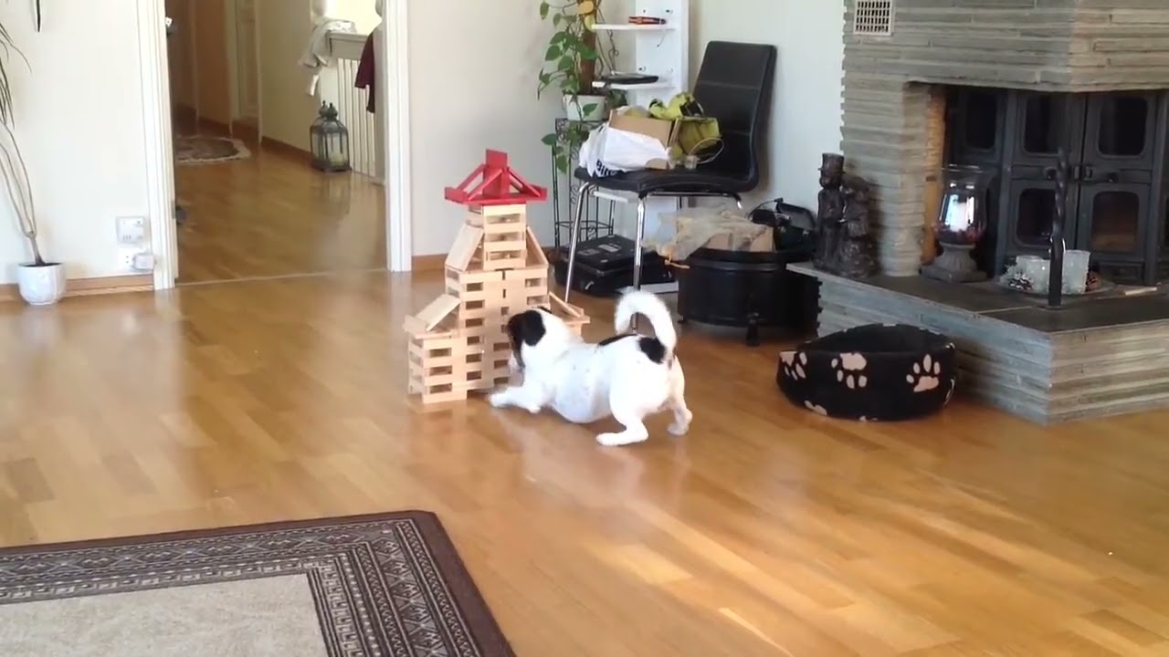 DOG DESTROYER - YouTube