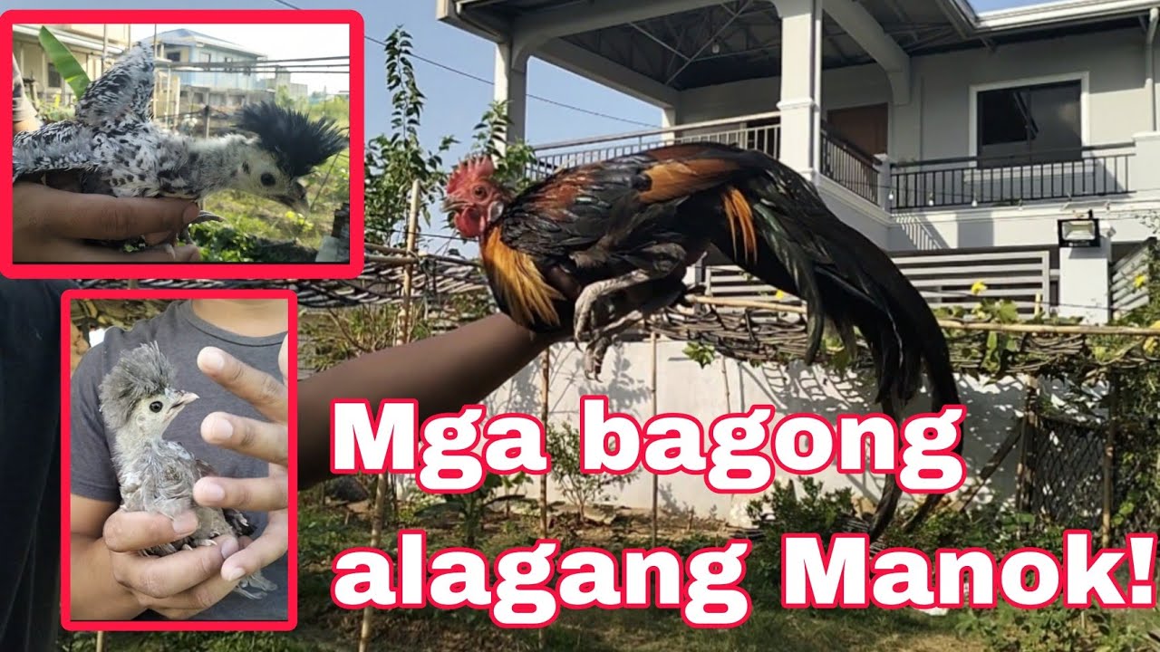 Ang gaganda ng aking mga bagong alagang manok at ibon! Update sa aming ...