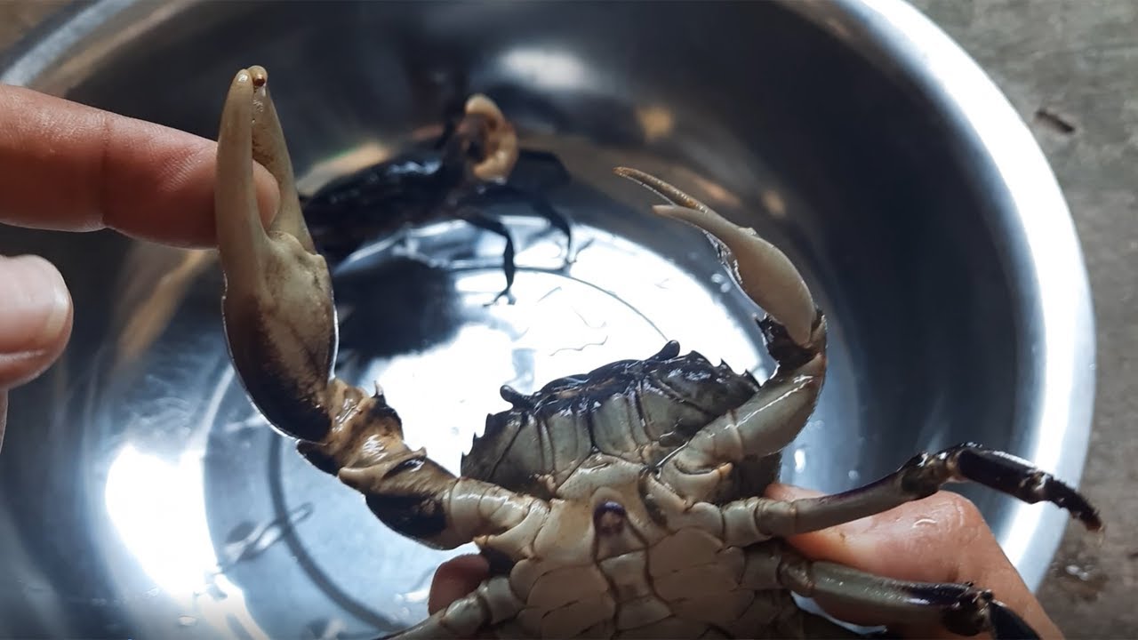 Rice crabs clasp their hands , pets , birds , crab, - YouTube