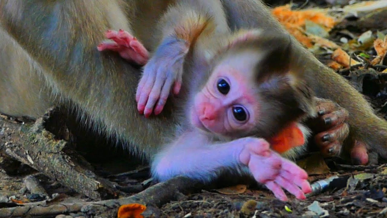 Monkey mother very young try hard take care baby monkey. - YouTube