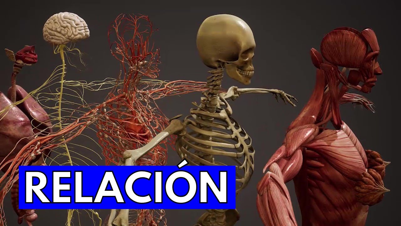 La FUNCIÓN DE LA RELACIÓN y sus fases - YouTube