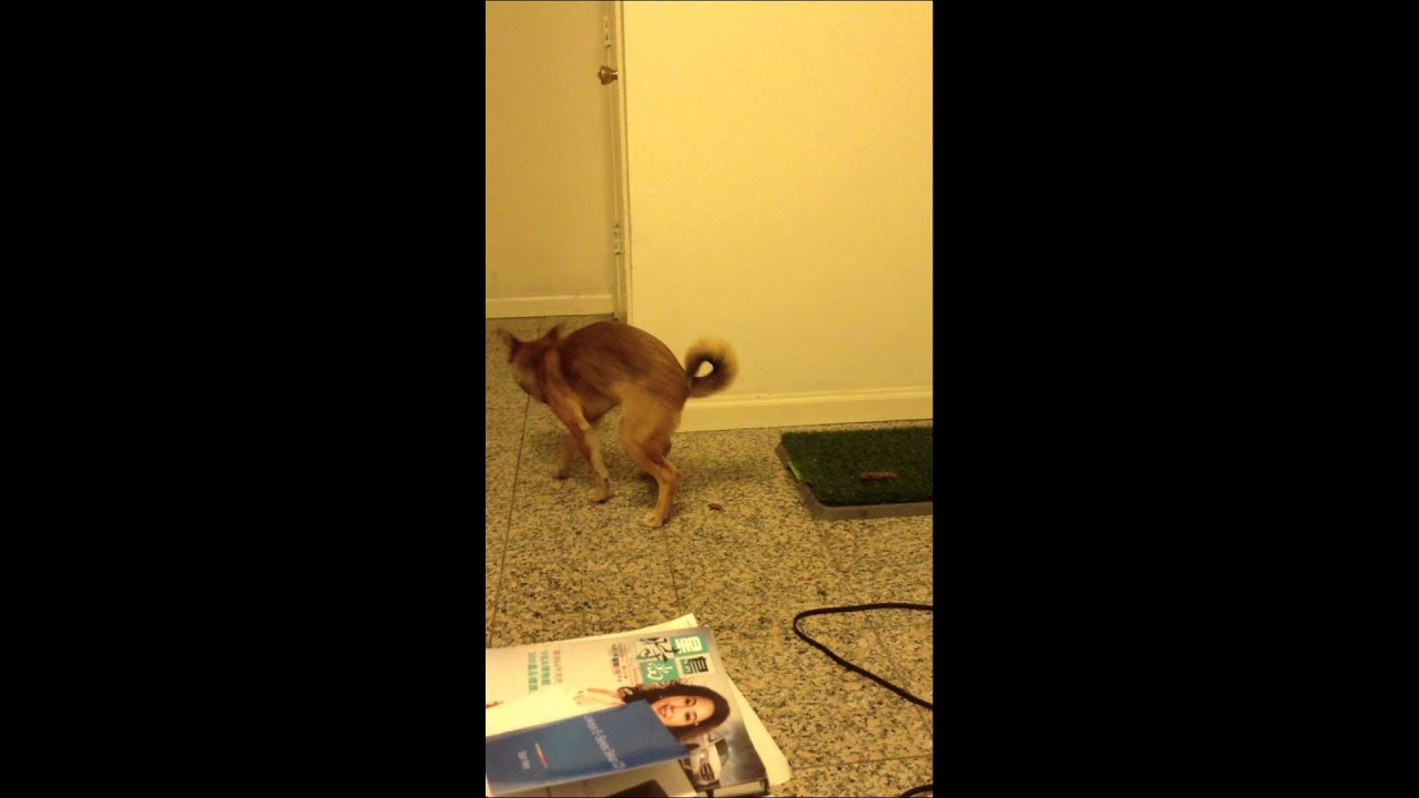 shiba inyu poop - YouTube