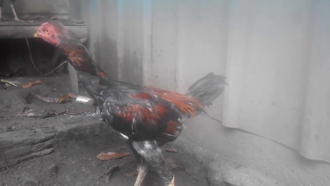 parawakan breed - YouTube