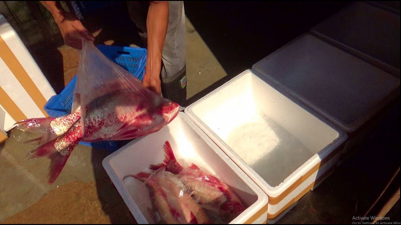 How Fish Is Sent To Dhaka, Sylhet, Chittagong, Fish Market | BD Fish ...