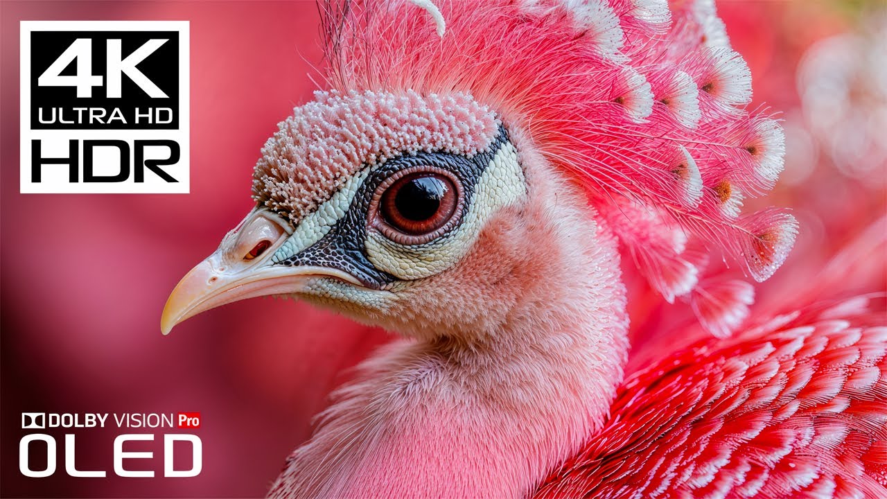 Incredible Wild Animals in Dolby Vision HDR 4K 120 FPS Video with ...