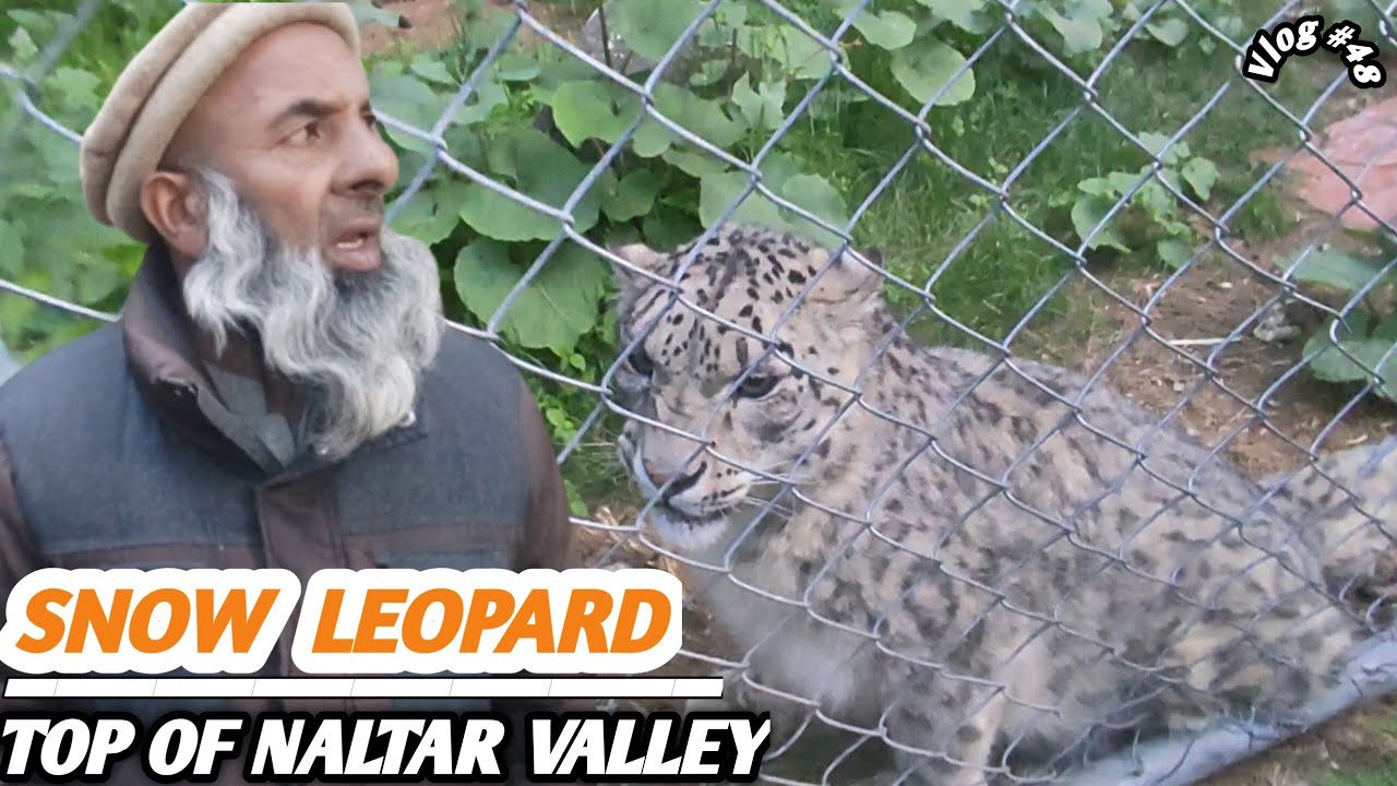 Snow Leopard at Top of Naltar Valley | Story of Lost Snow Leopard ...