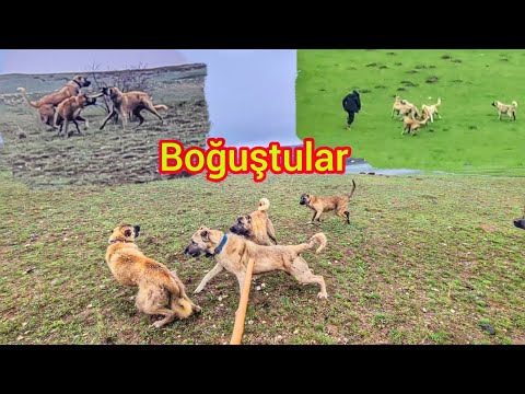 SÜRÜLER YAN YANA GELİNCE ORTALIK SAVAŞ ALANINA DÖNDÜ ~9 KÖPEK BİRBİRİNE GİRDİ