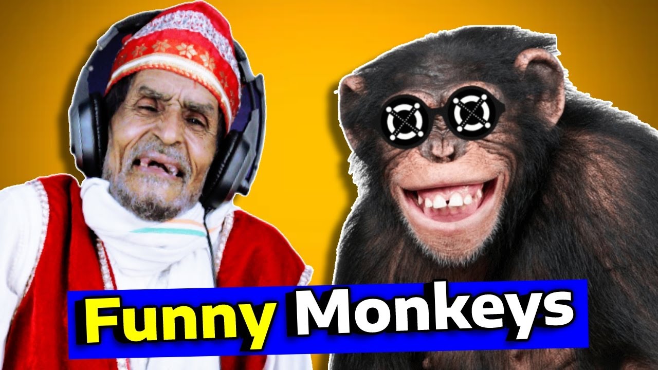 Hilarious Monkey Videos That Made These Villagers Lose Their Minds! 😜 ...