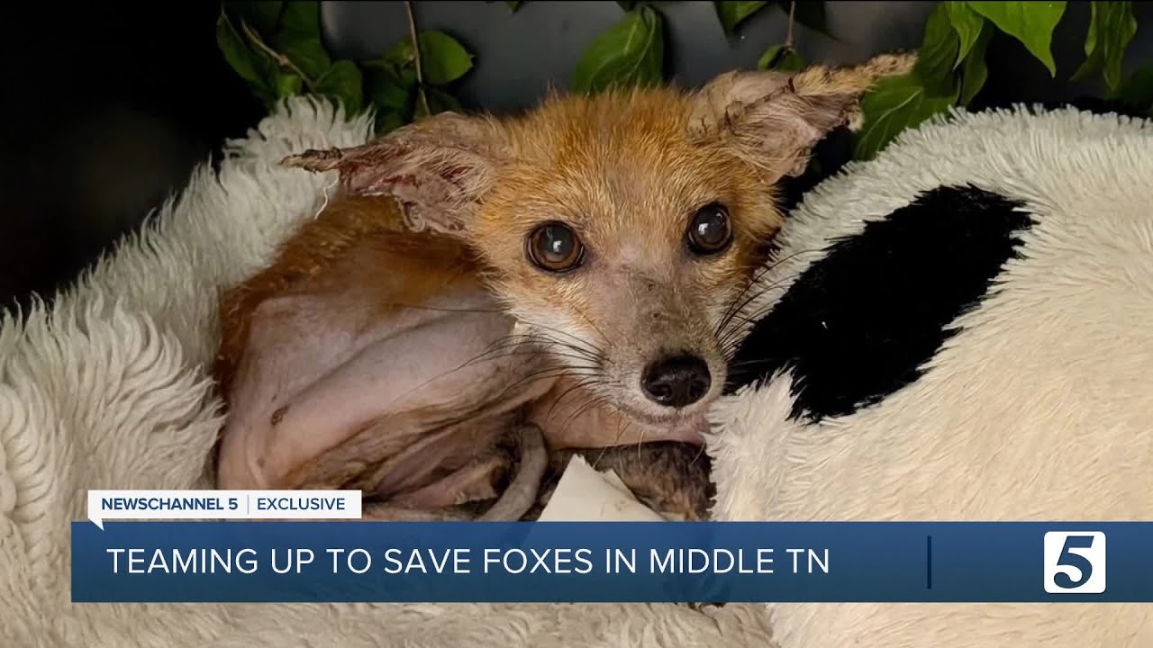 Red foxes in Middle Tennessee in crisis - YouTube