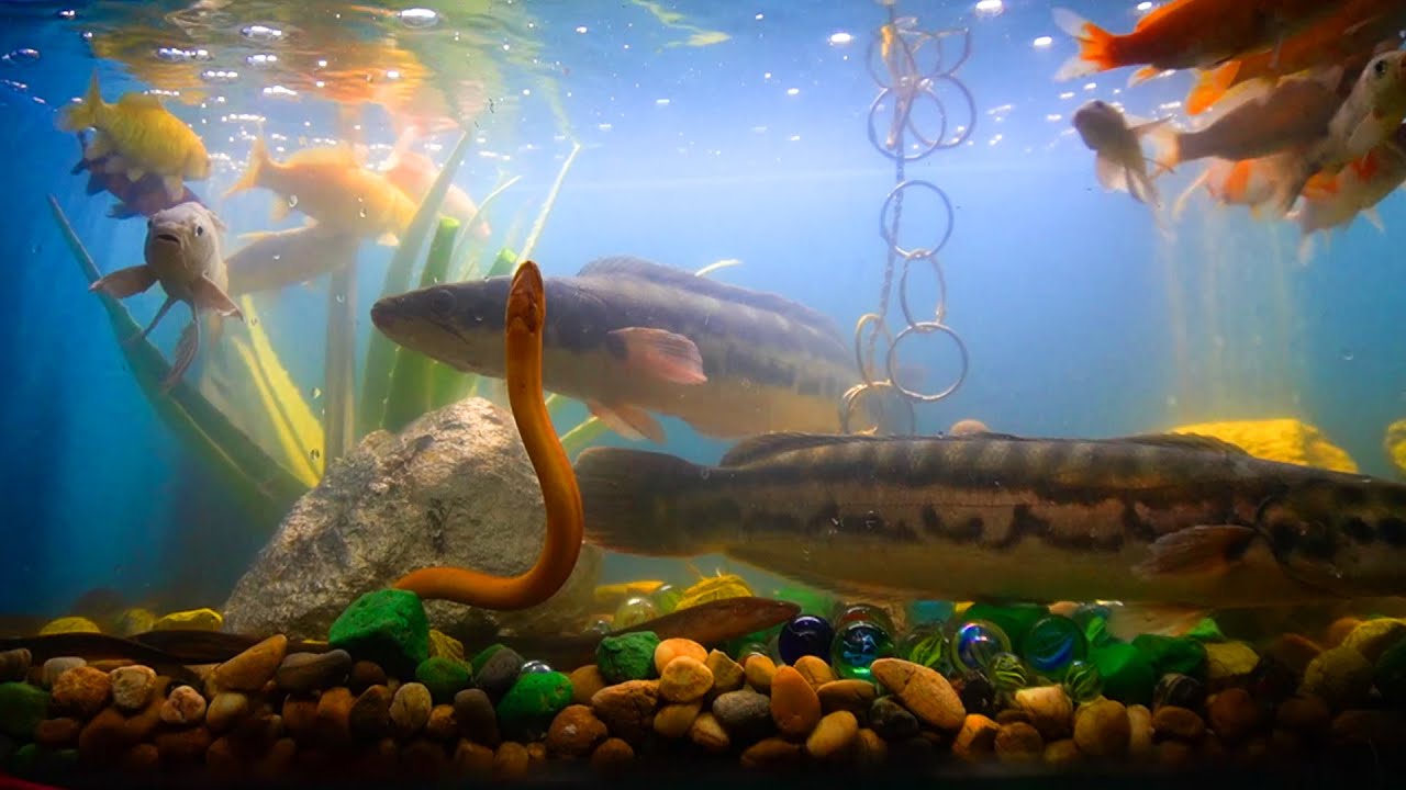 Big fish decoration - eel underwater decoration - amazing decoration ...