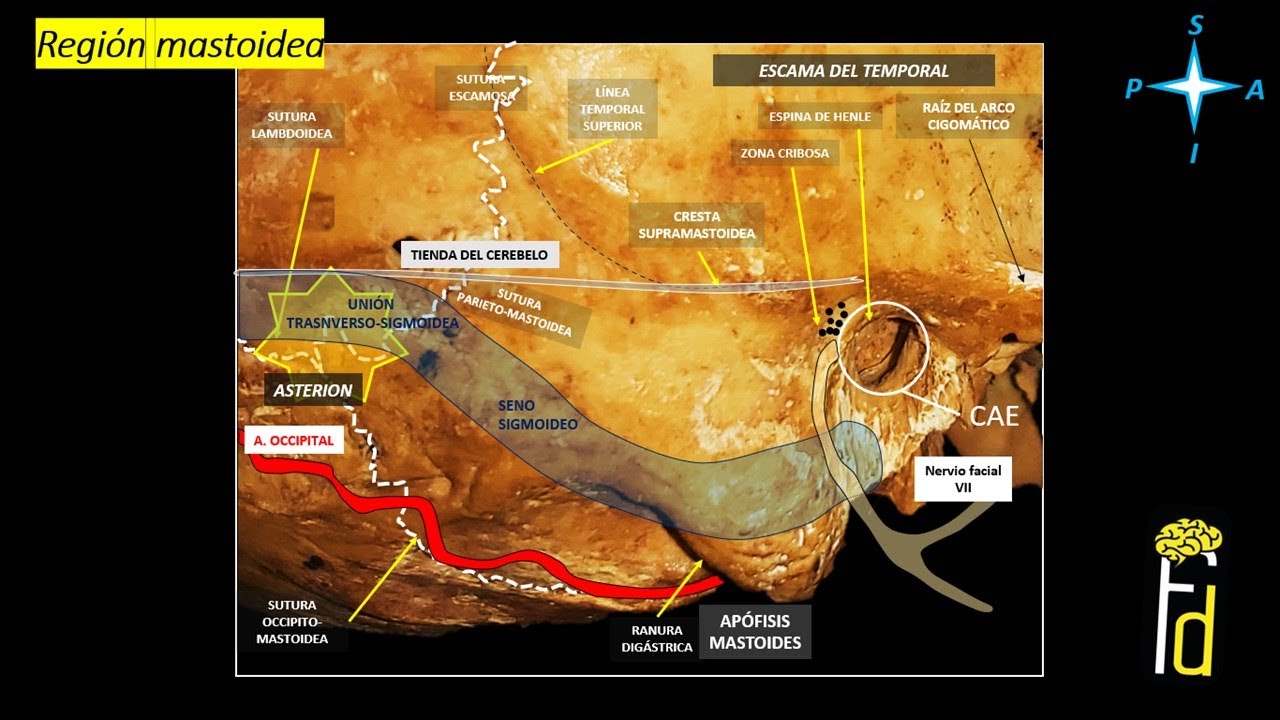 Neuroanatomía Región Mastoidea - YouTube