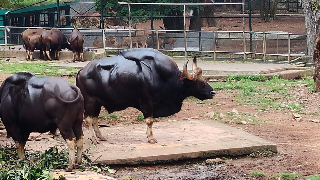 wild Buffalo Bahubali Version #short - YouTube